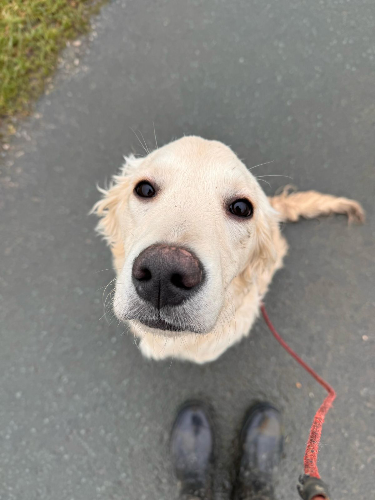 Why Do Dogs Wag Their Tails? | The Dog Guy